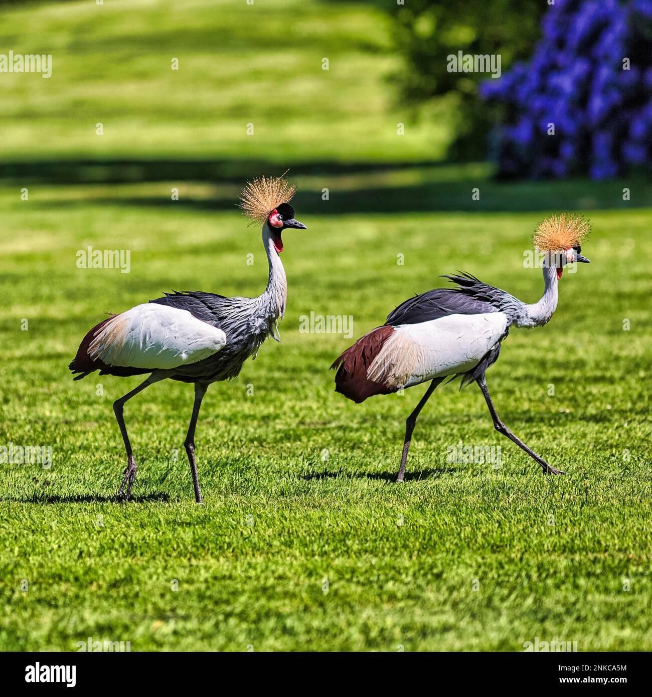 Grey gray crowned-crane (Balearica regulorum), two cranes walking ...