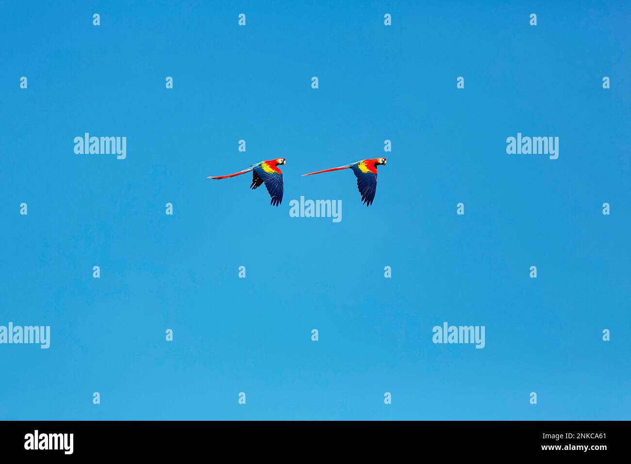 Two scarlet macaw (Ara macao) flying one behind the other in the blue ...