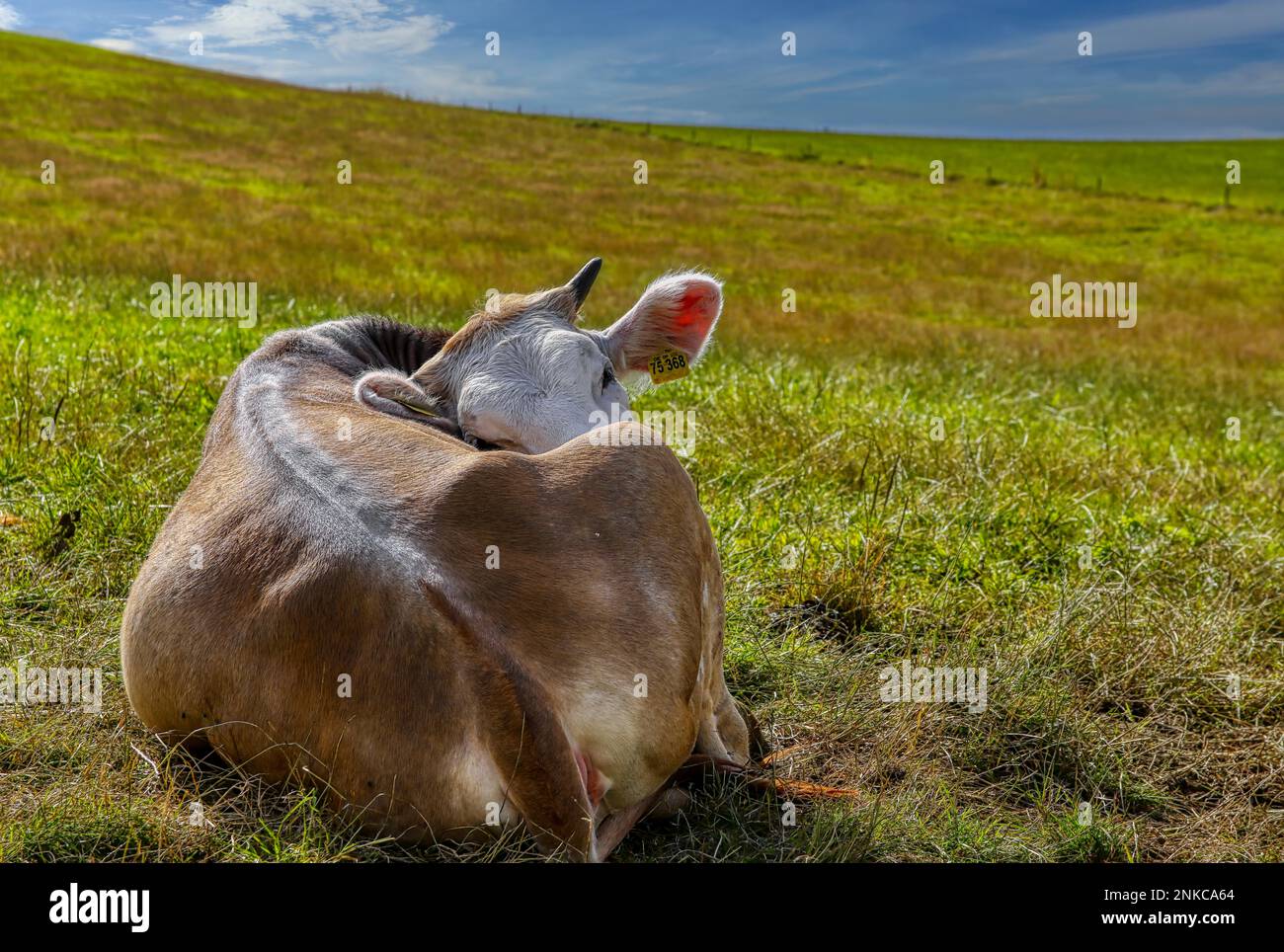 Cow lying on pasture, domestic cattle, looking into camera, under blue ...