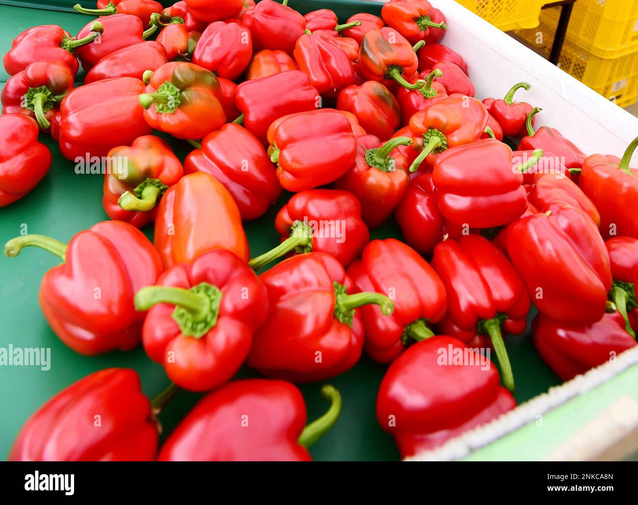 Lots of paprika are shipped in Kushiro City, Hokkaido Prefecture ...