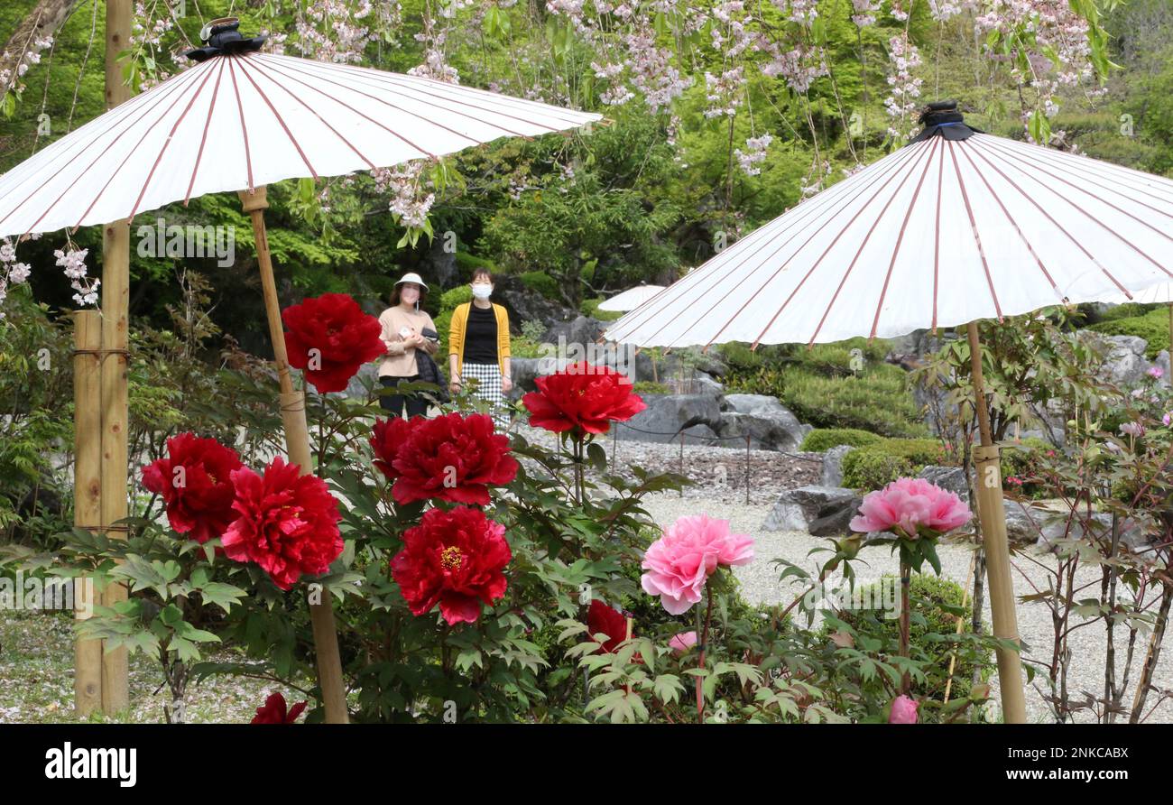 The flowers of Paeonia suffruticosa (tree peony / moutan peony) are in ...