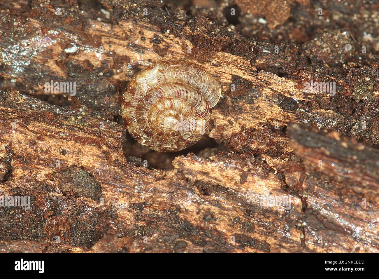 Native new zealand snail hi-res stock photography and images - Alamy
