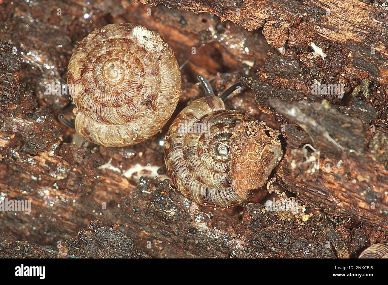 New Zealand native land snail (Charopa sp Stock Photo - Alamy
