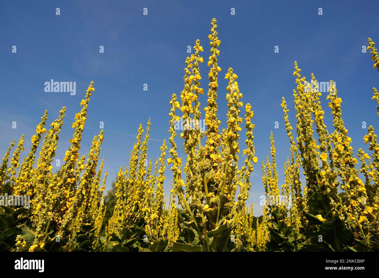 Dense-flowered mullein (Verbascum densiflorum) against blue sky ...