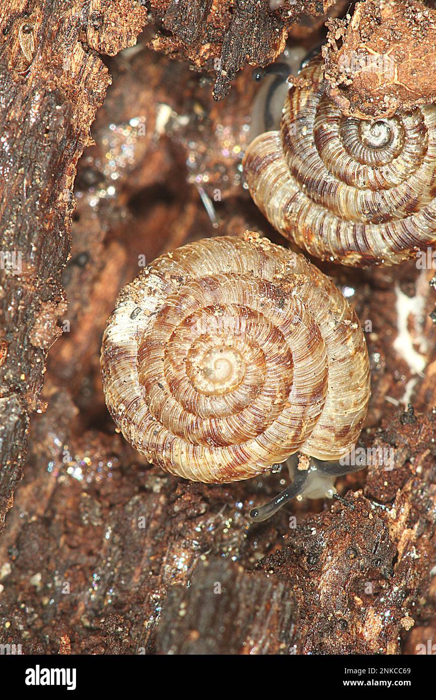 Native new zealand snail hi-res stock photography and images - Alamy