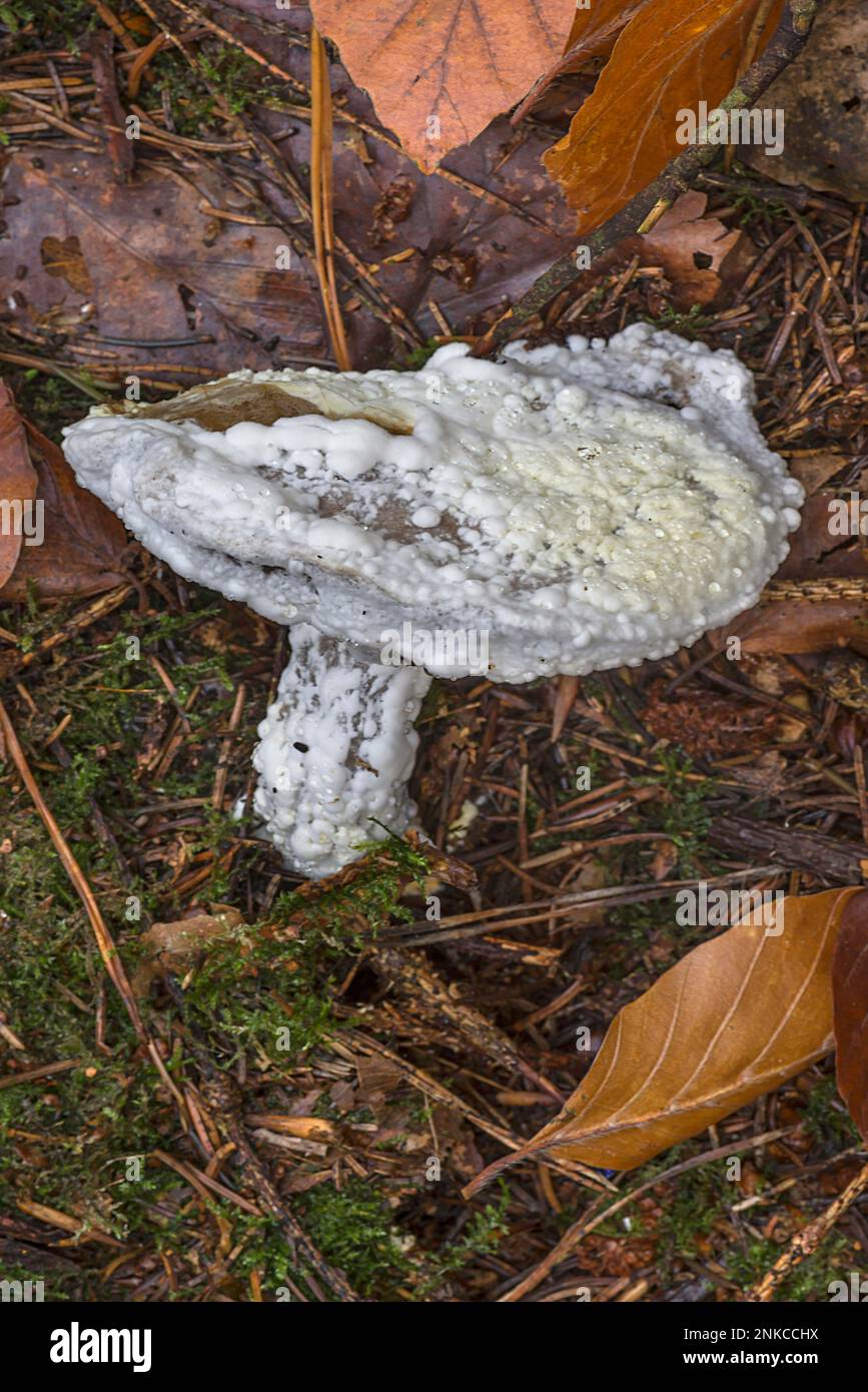Crusty ball fungus relative (Hypomyces chrysospermus), Bavaria, Germany ...