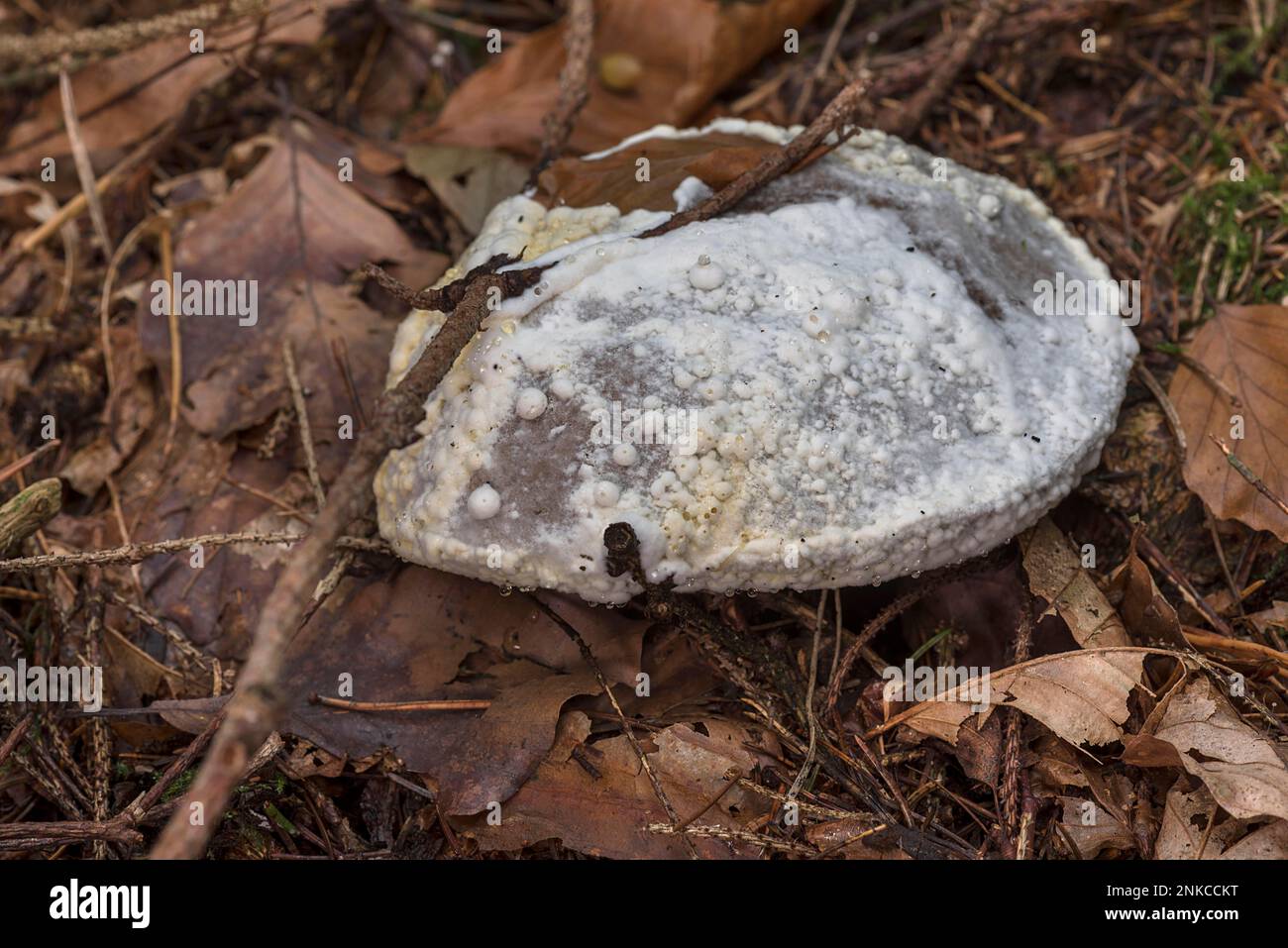 Crusty ball fungus relative (Hypomyces chrysospermus), Bavaria, Germany ...