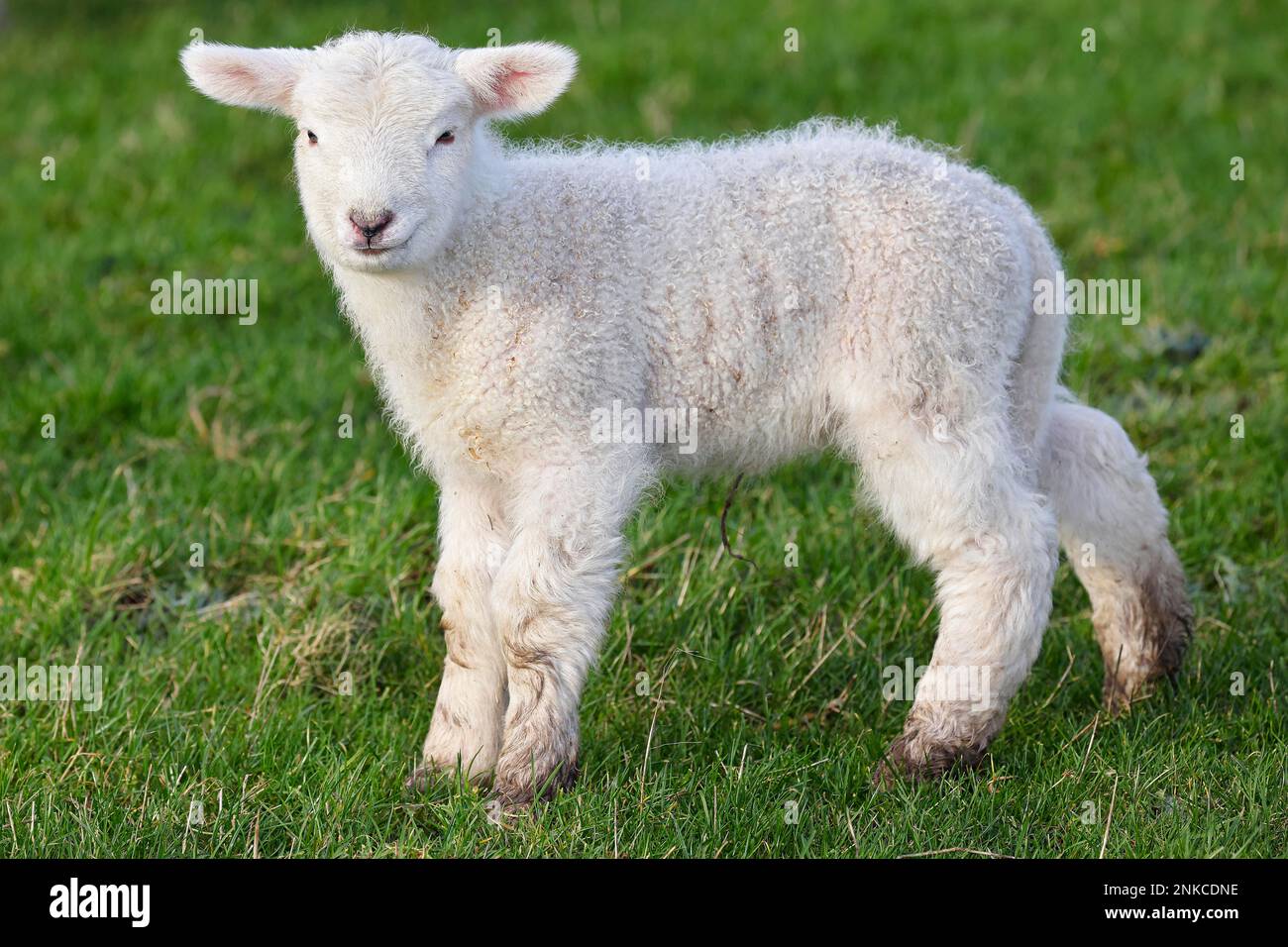 Domestic sheep (Ovis gmelini aries) newborn lamb with umbilical cord ...