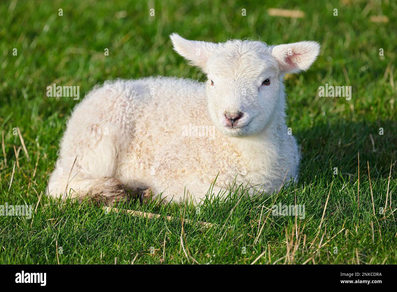 Domestic sheep (Ovis gmelini aries) newborn lamb resting in a meadow ...