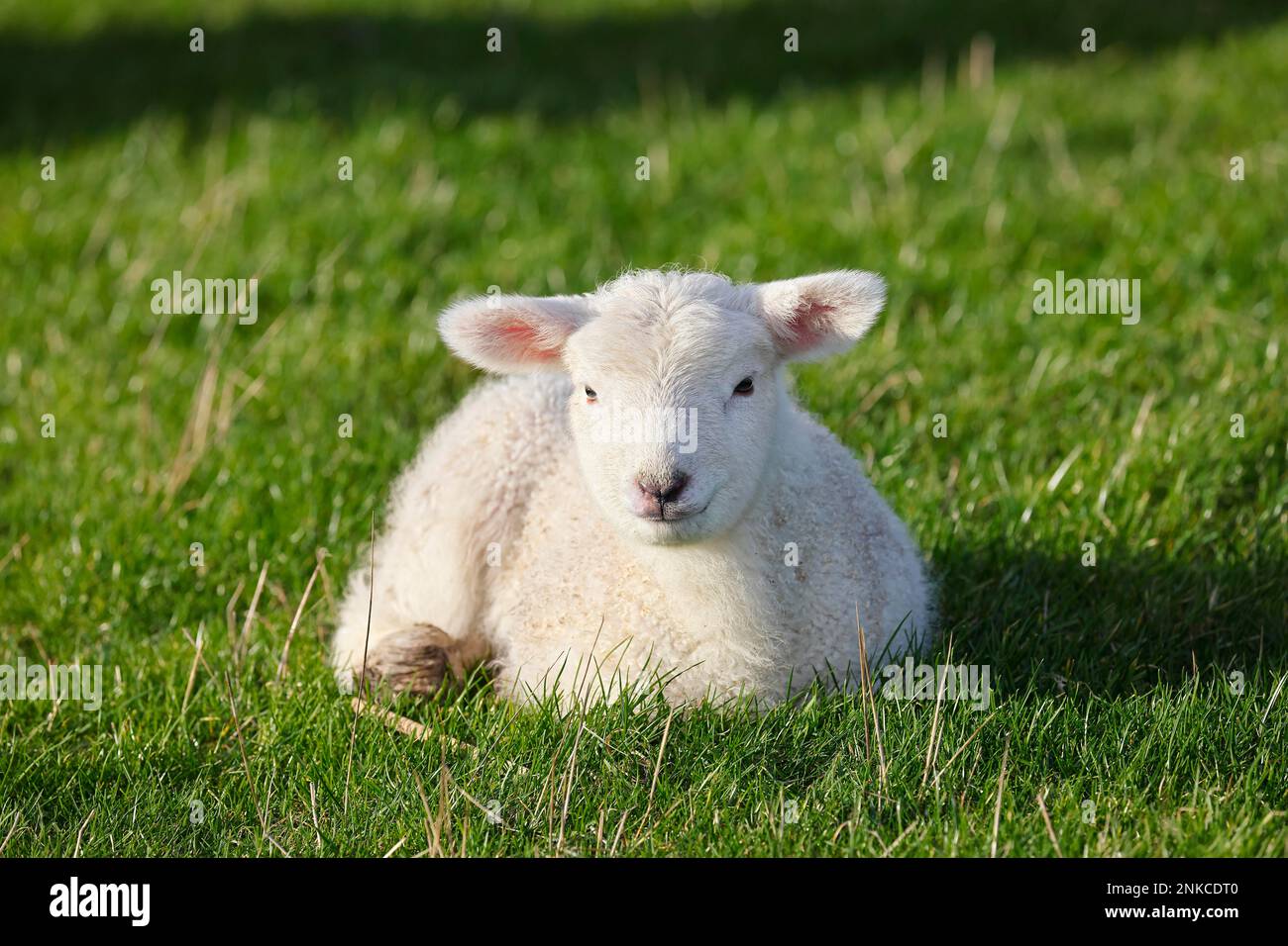 Domestic sheep (Ovis gmelini aries) newborn lamb resting in a meadow ...