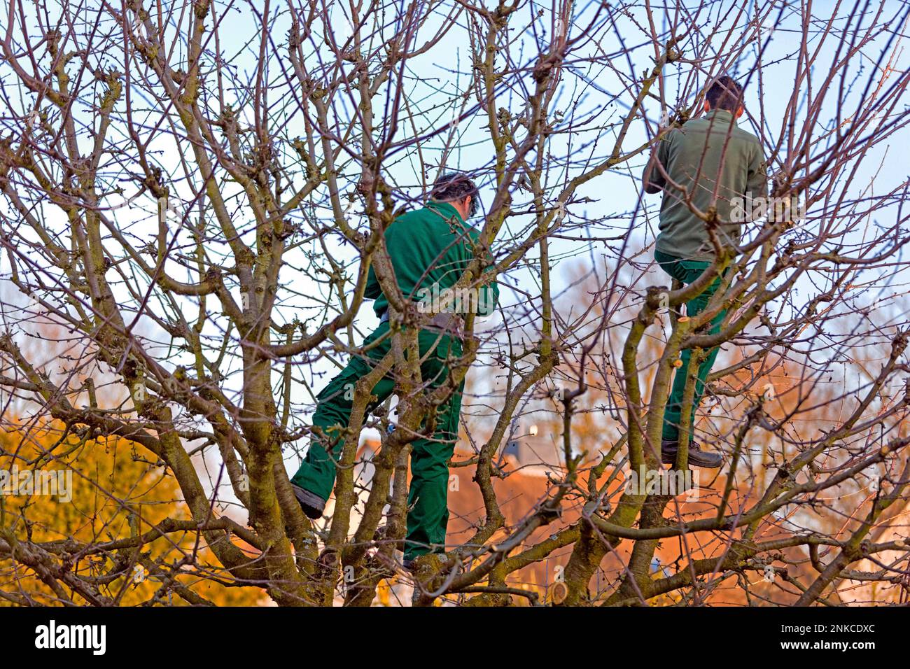 Pruning a tree hi-res stock photography and images - Alamy