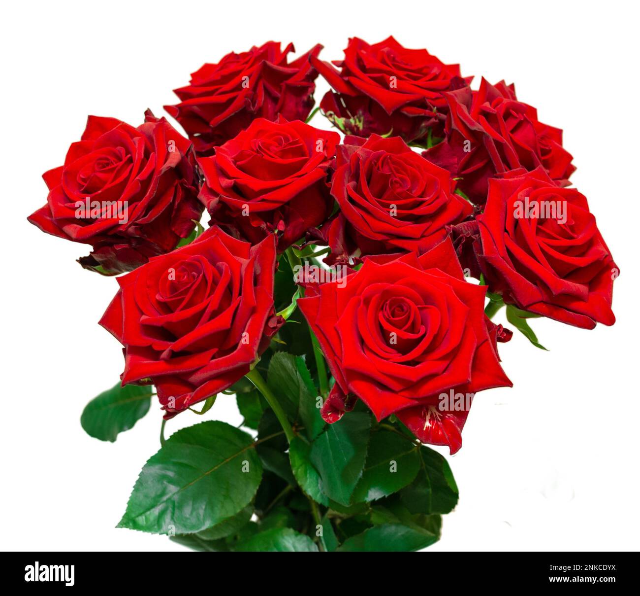 Bouquet of blooming dark red roses isolated on white background Stock ...