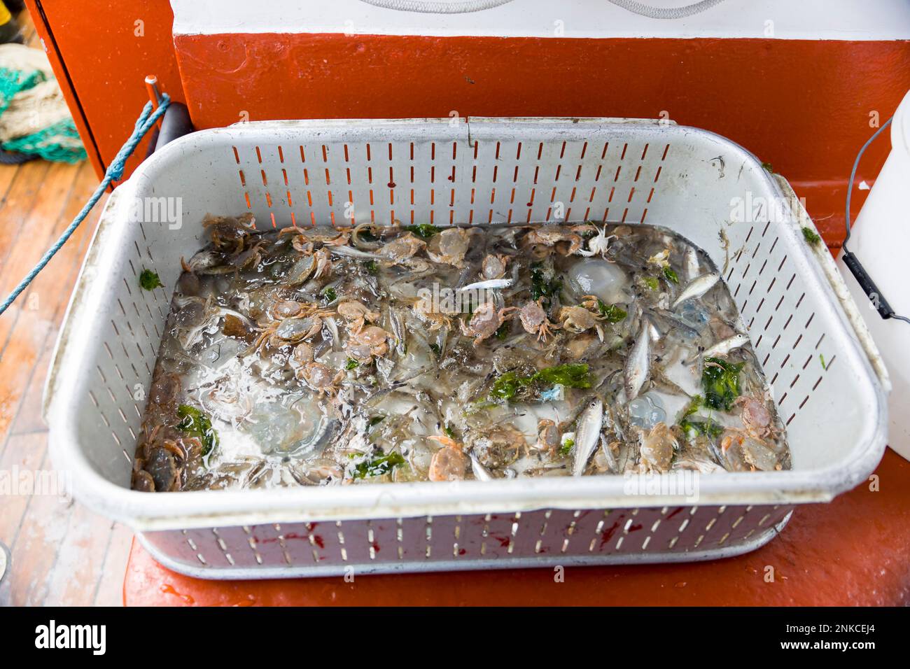 Bycatch on a crab cutter Stock Photo - Alamy
