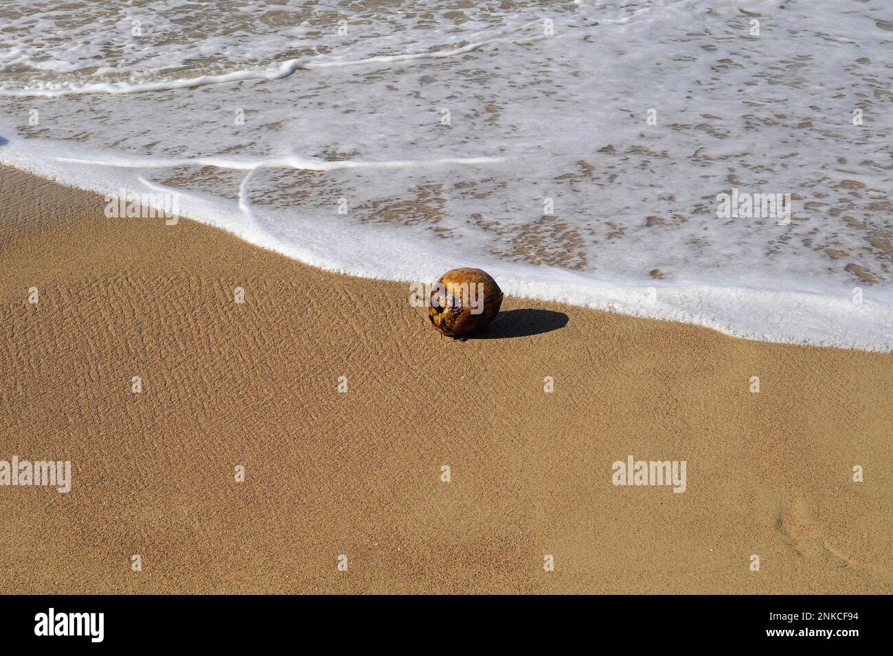 Coconut in the surf at Playa Bonita, Las Terrenas, Dominican Republic ...