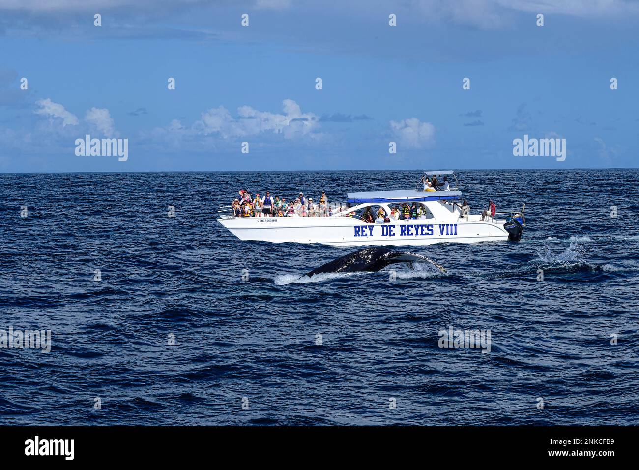 Humpback whale (Megaptera novaeangliae) dives in front of tourist boat ...