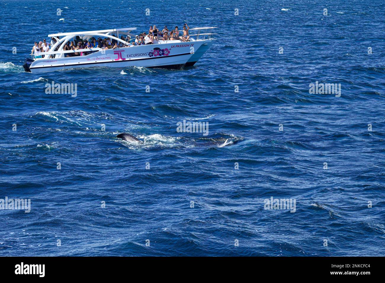 Tourists watching humpback whale (Megaptera novaeangliae) from boat ...