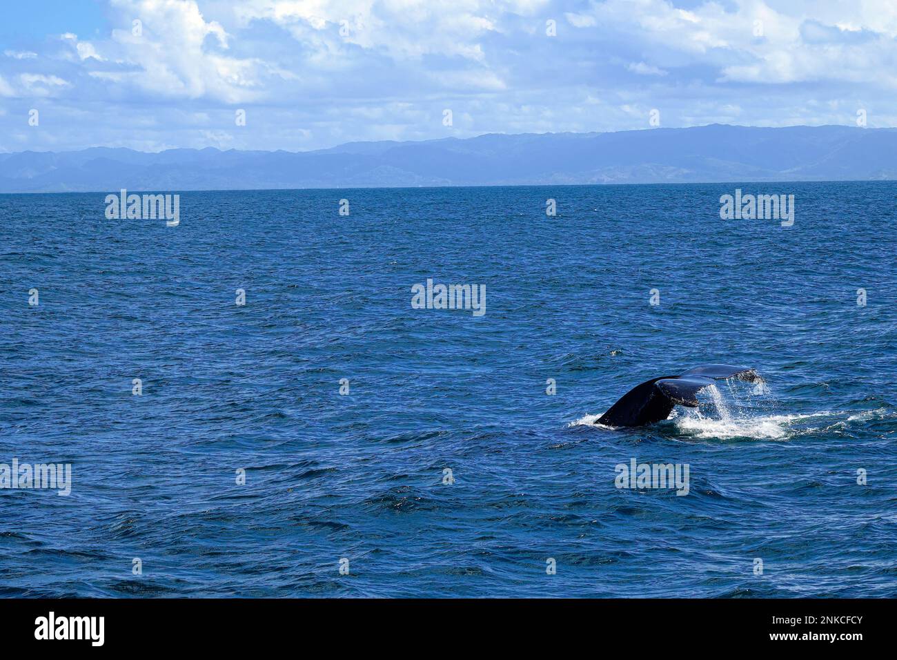 Humpback whale (Megaptera novaeangliae) dives, fluke, Samana, Las ...