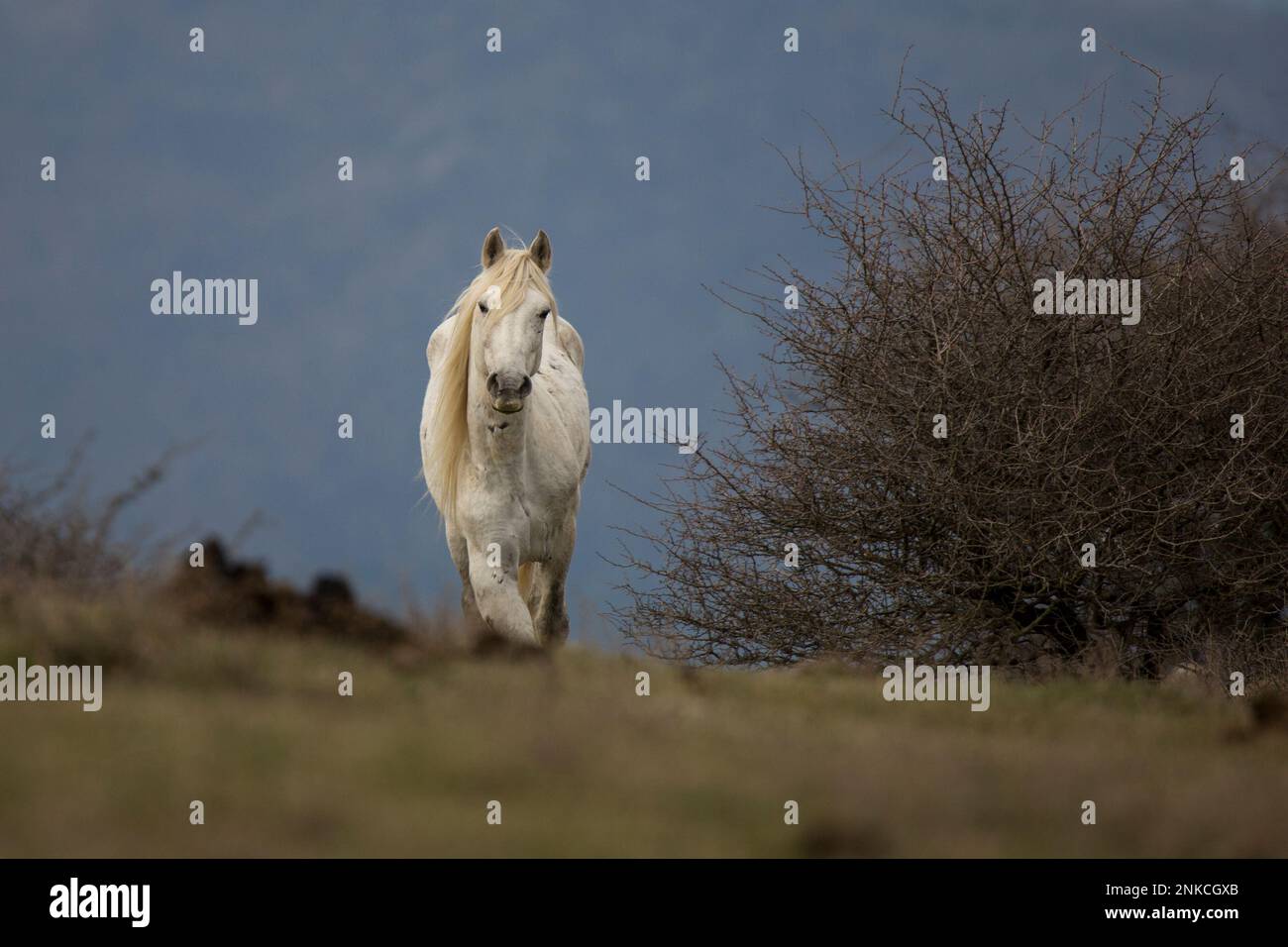 "Broken Leg" the warrior stallion that lives wild in the mountains of ...