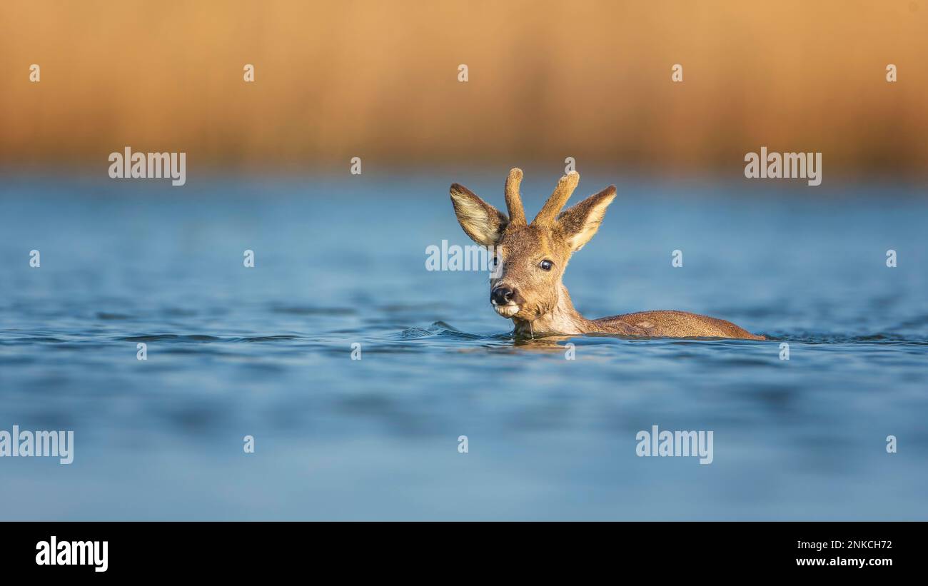European roe deer (Capreolus capreolus) Roe buck with velvet on horns ...