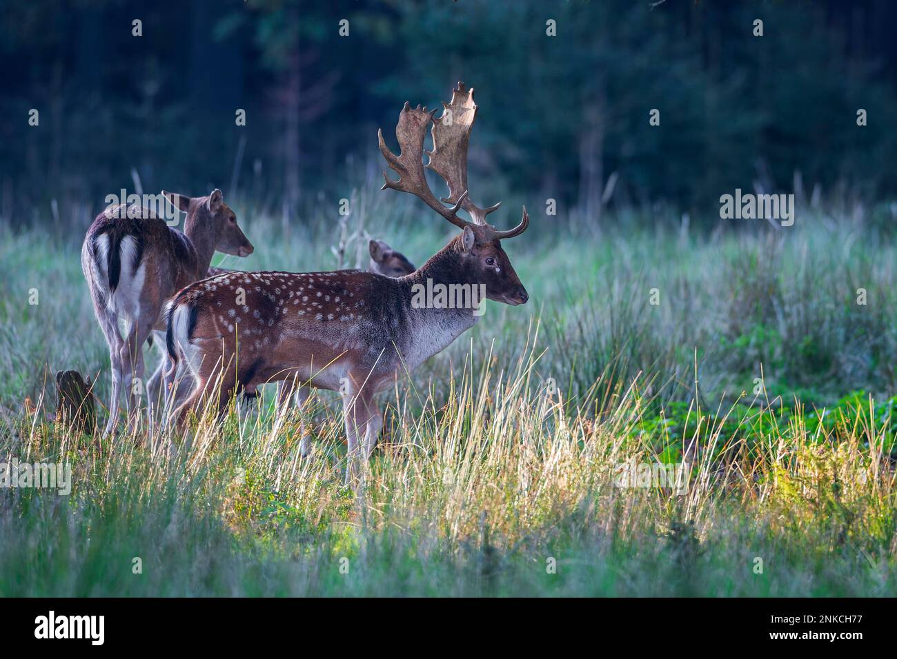 Fallow deer (Dama dama) Shovel antlers, stag, herd, rutting in high ...