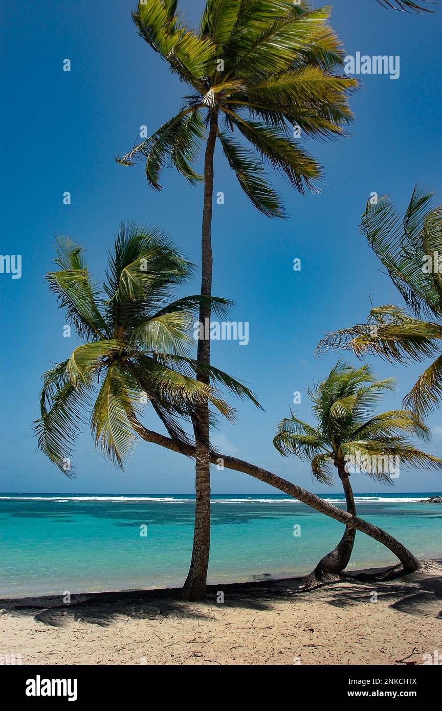 Sandy beach beach Plage de la Caravalle with palm trees, Guadeloupe ...