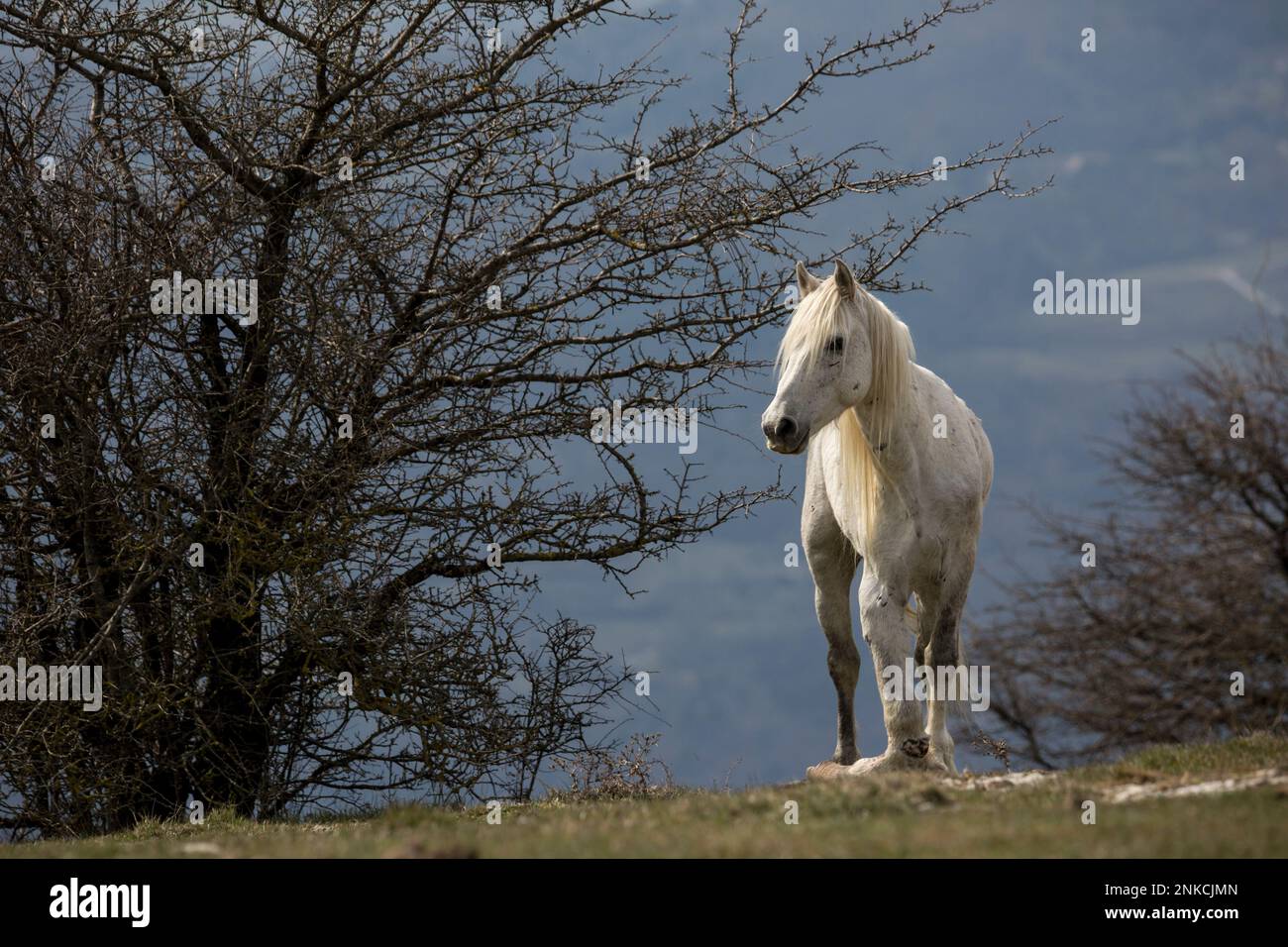 "Broken Leg" the warrior stallion that lives wild in the mountains of ...