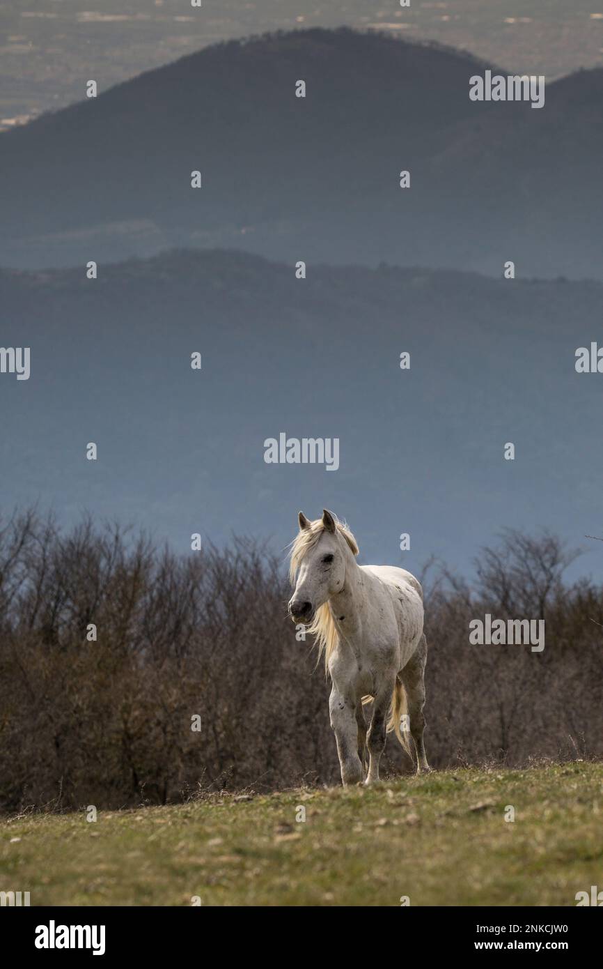 "Broken Leg" the warrior stallion that lives wild in the mountains of ...