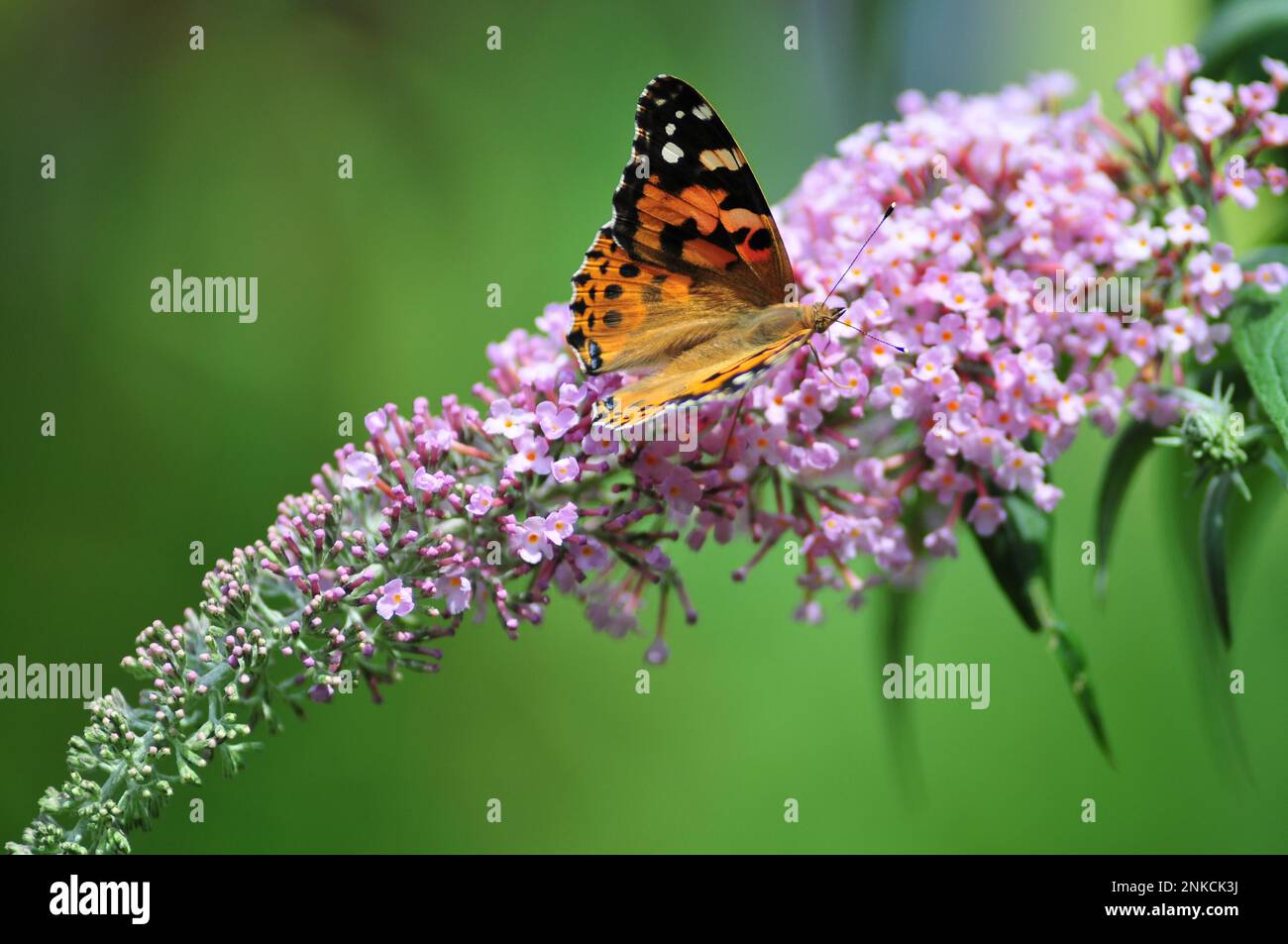 Painted lady (Vanessa cardui) on summer lilac (Buddlejeae Stock Photo ...