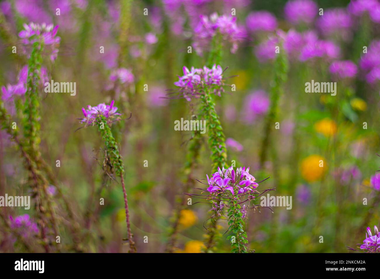 Cleome hassleriana, spider flower, spider plant, pink queen ...