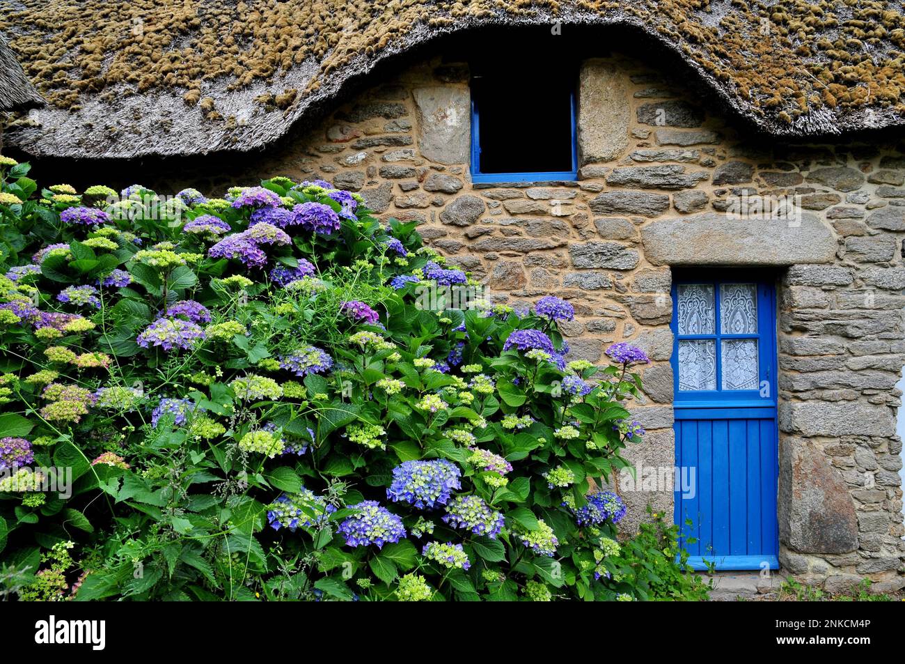 Historic farmhouse in Morbihan, hydrangea bush, in Brittany, France ...