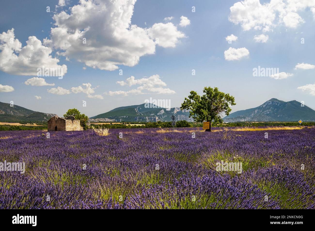 Flowering common lavender (Lavandula angustifolia) in Provence, France ...