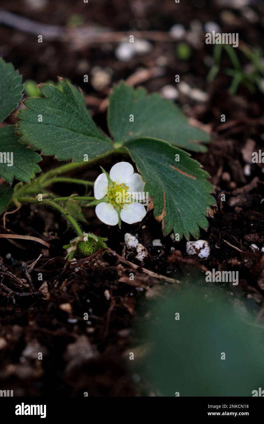 close up of white strawberry flower, young plant growing in soil Stock ...