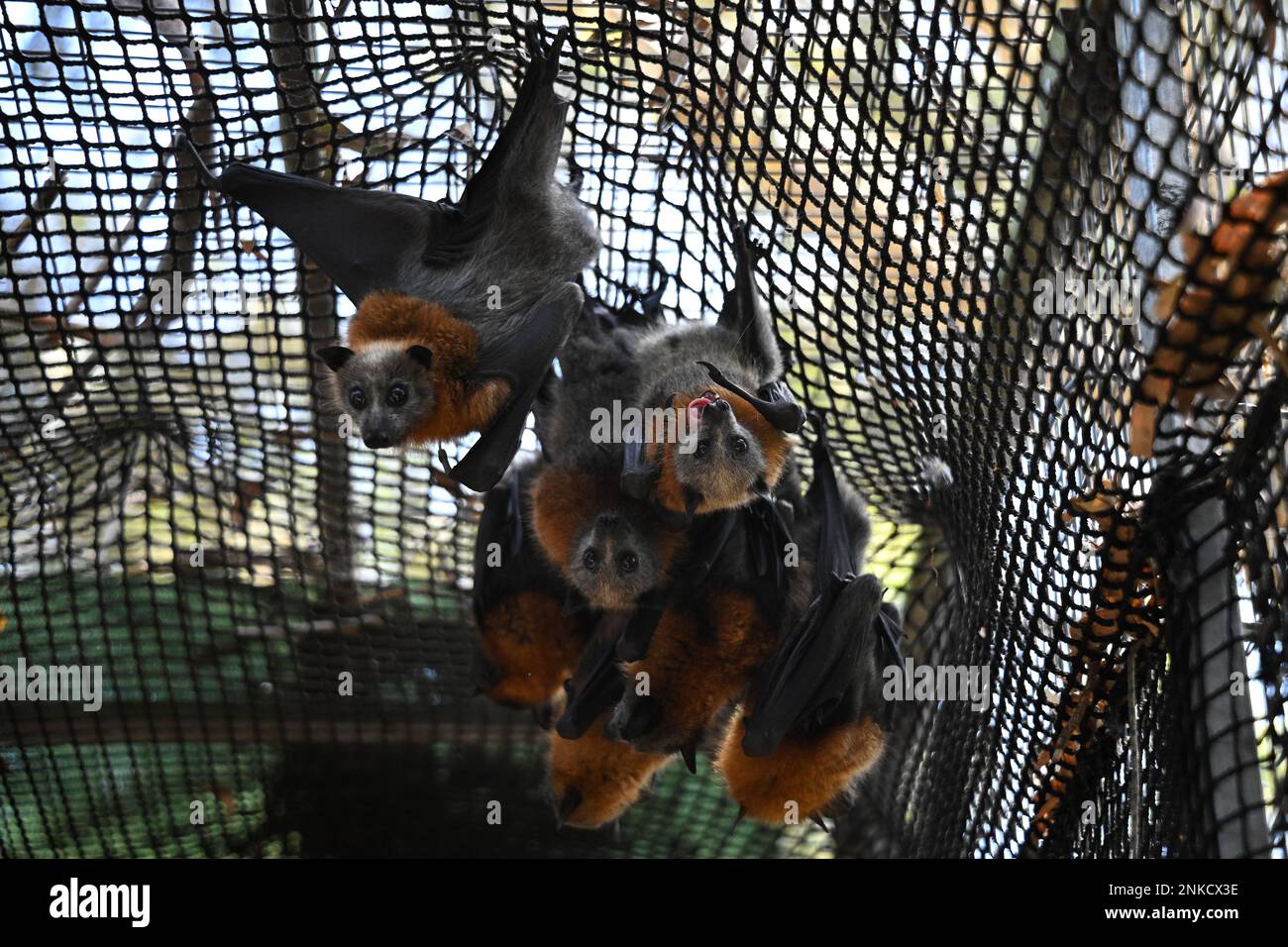 Hand-reared flying-foxes are seen in the soft release enclosure at ...