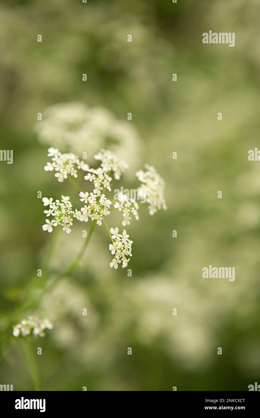 queen anne's lace Stock Photo - Alamy