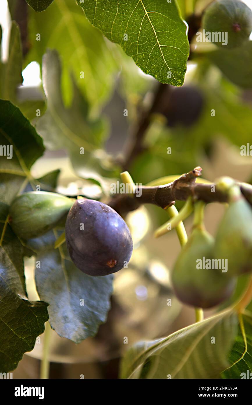 figs on tree Stock Photo - Alamy