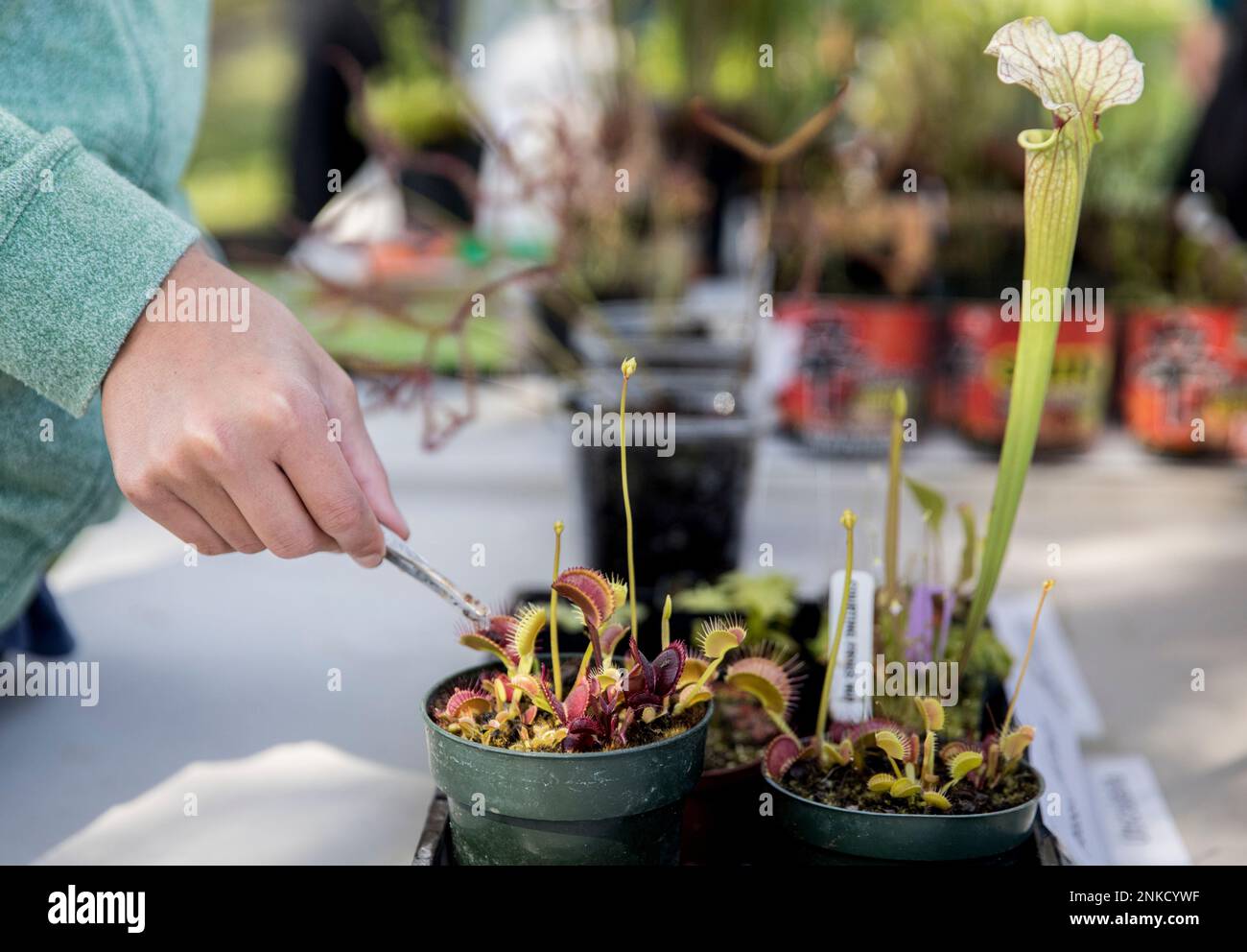 A volunteer places a fly into the mouth of a carnivorous Venus flytrap ...