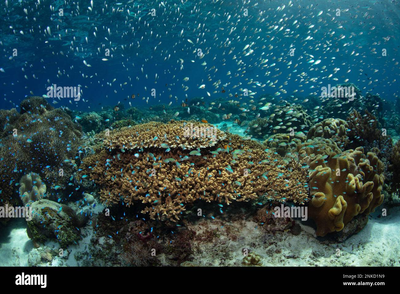 Schooling blue-green damselfish swim above a beautiful coral reef in ...