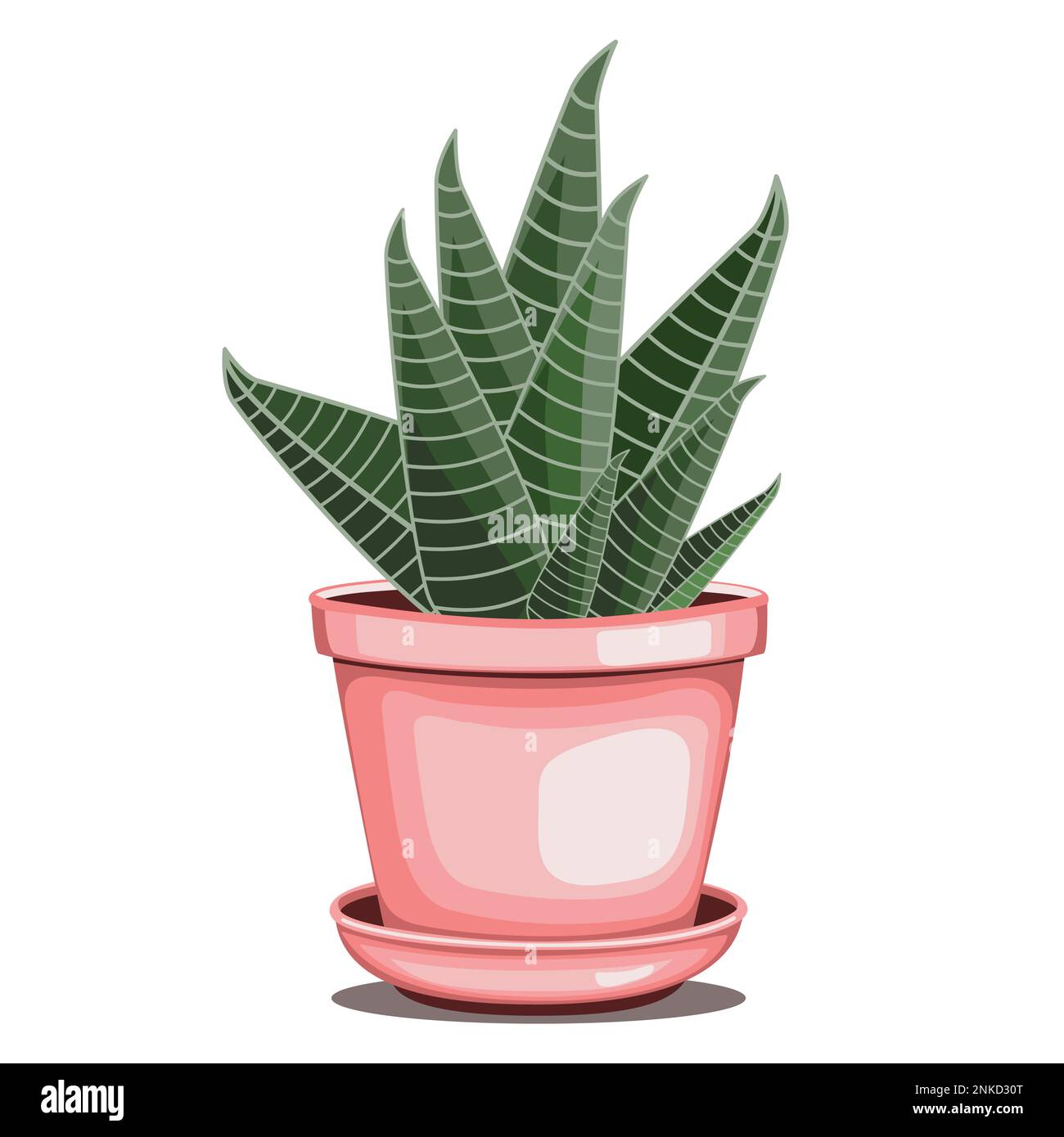 Zebra cactus houseplant in ceramic pot in flat technique vector ...