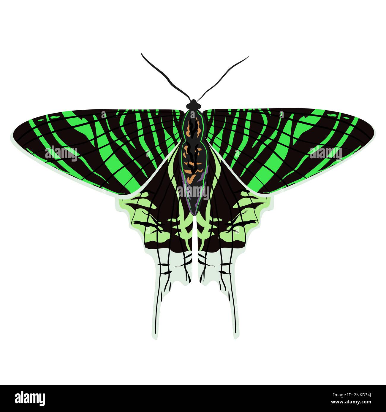 Tropical butterfly Urania leilus, the green-banded, is a day-flying ...