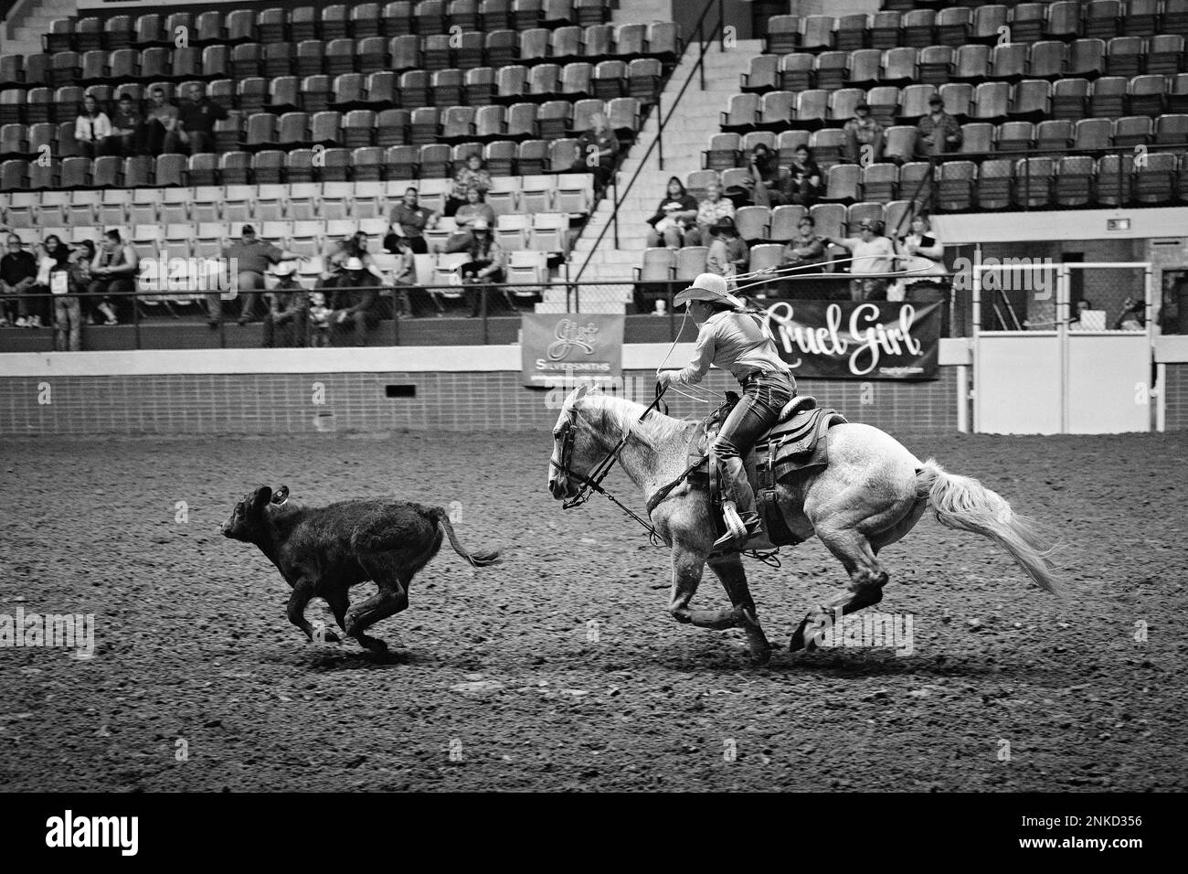 Girl or young woman on horseback participating in a rodeo in the calf ...