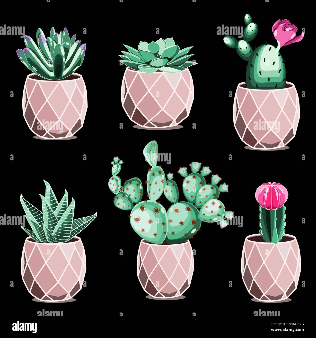 Succulents vector vectors hi-res stock photography and images - Alamy