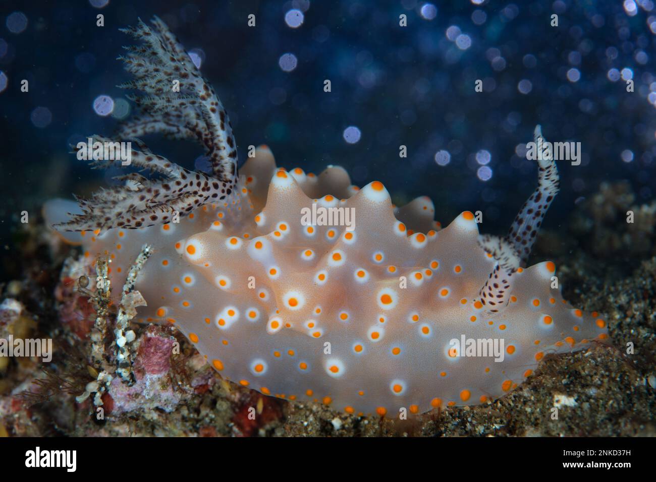 A vibrant nudibranch, Halgerda batangas, crawls slowly across a coral ...