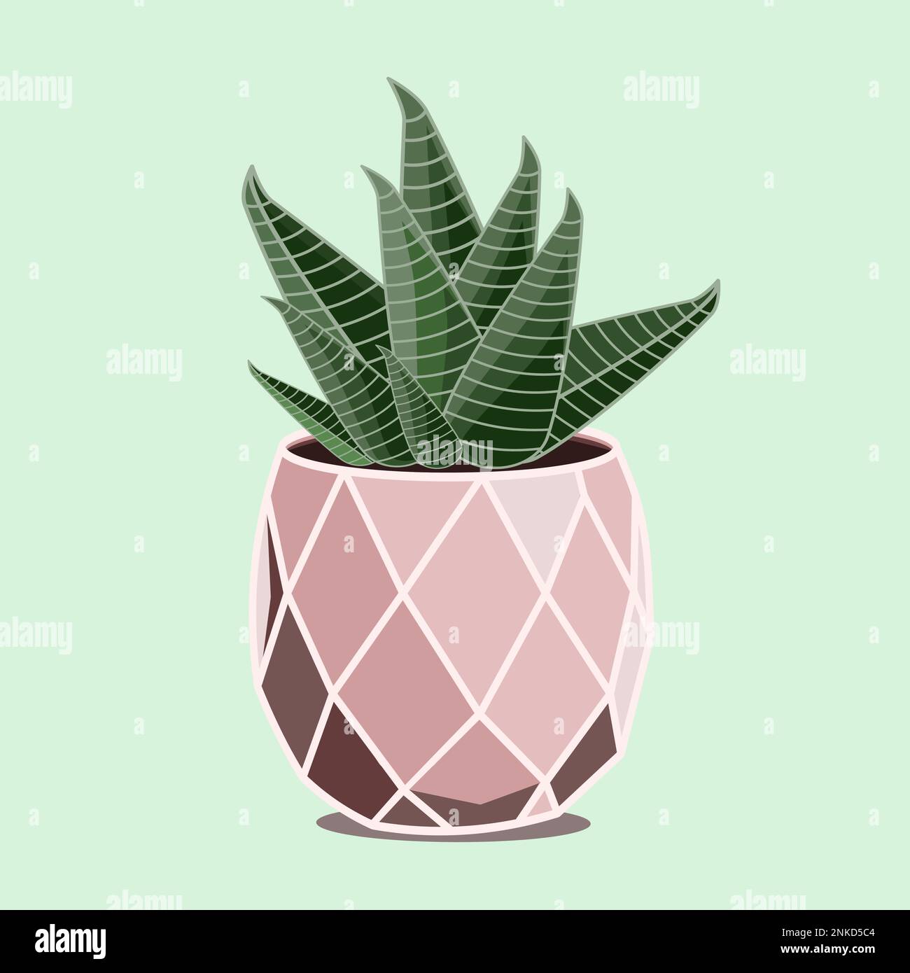 Zebra cactus houseplant in ceramic pot in flat technique vector ...