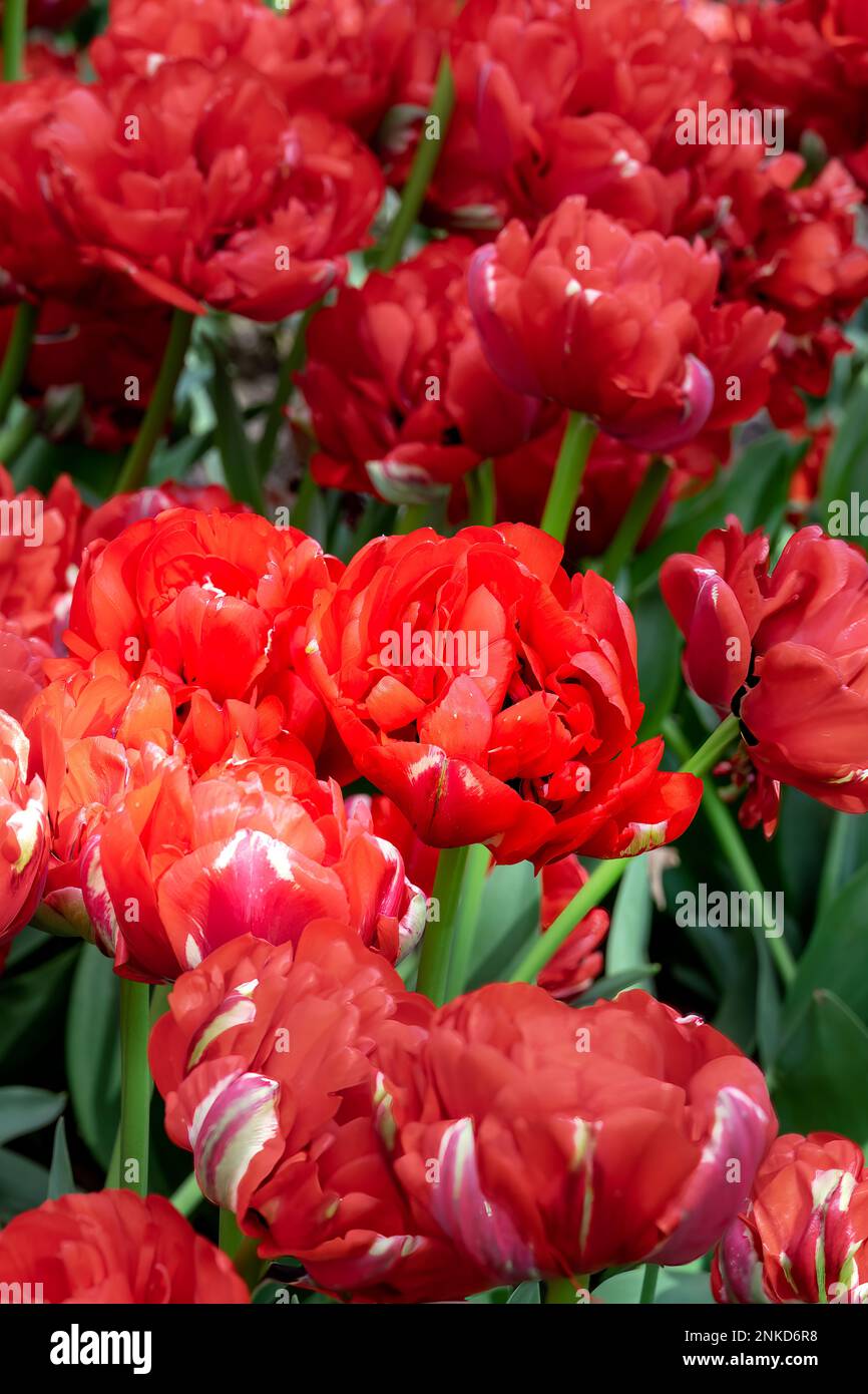 Bombastic red hi-res stock photography and images - Alamy