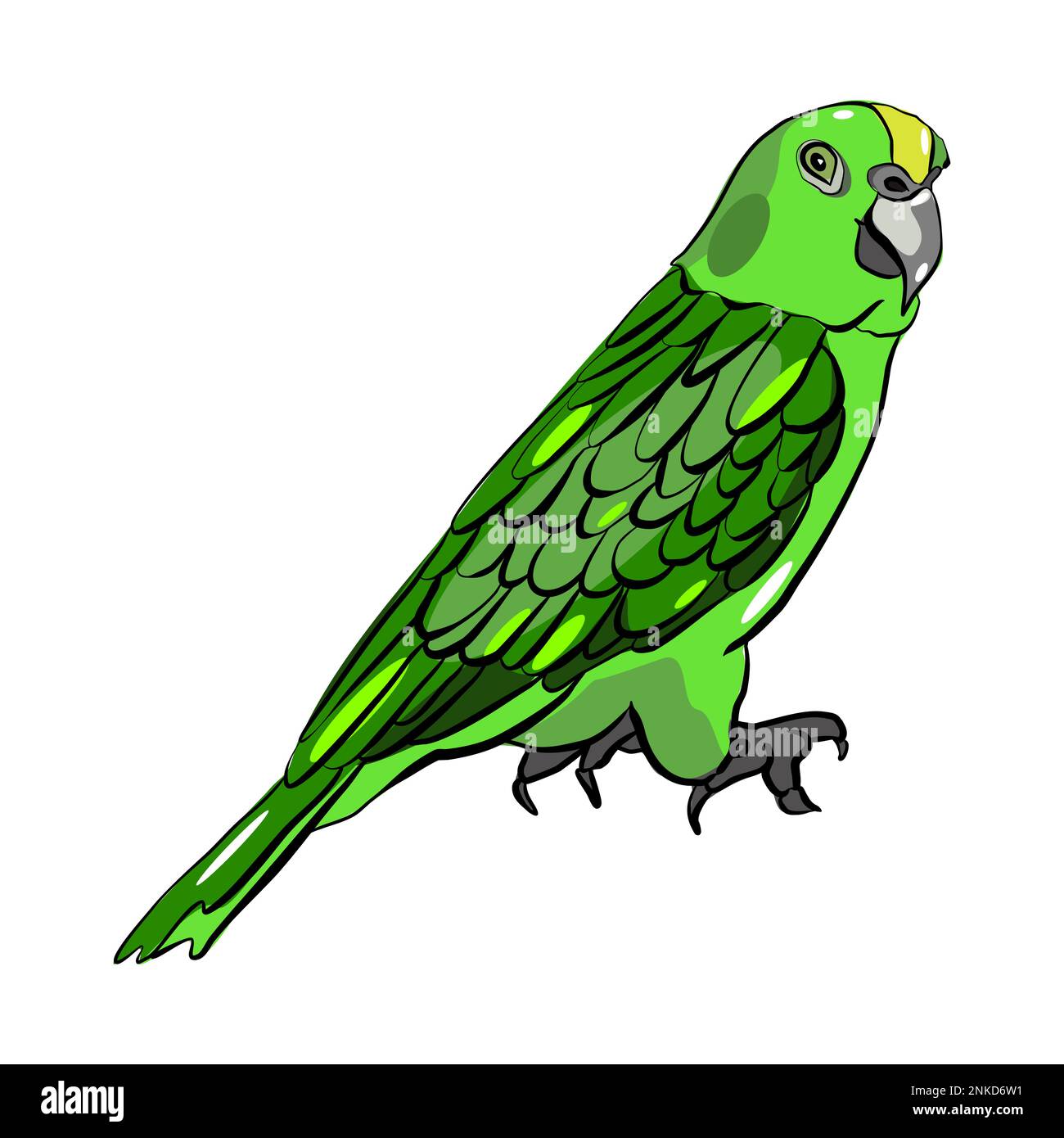 Green parrot vector illustration Stock Vector Image & Art - Alamy