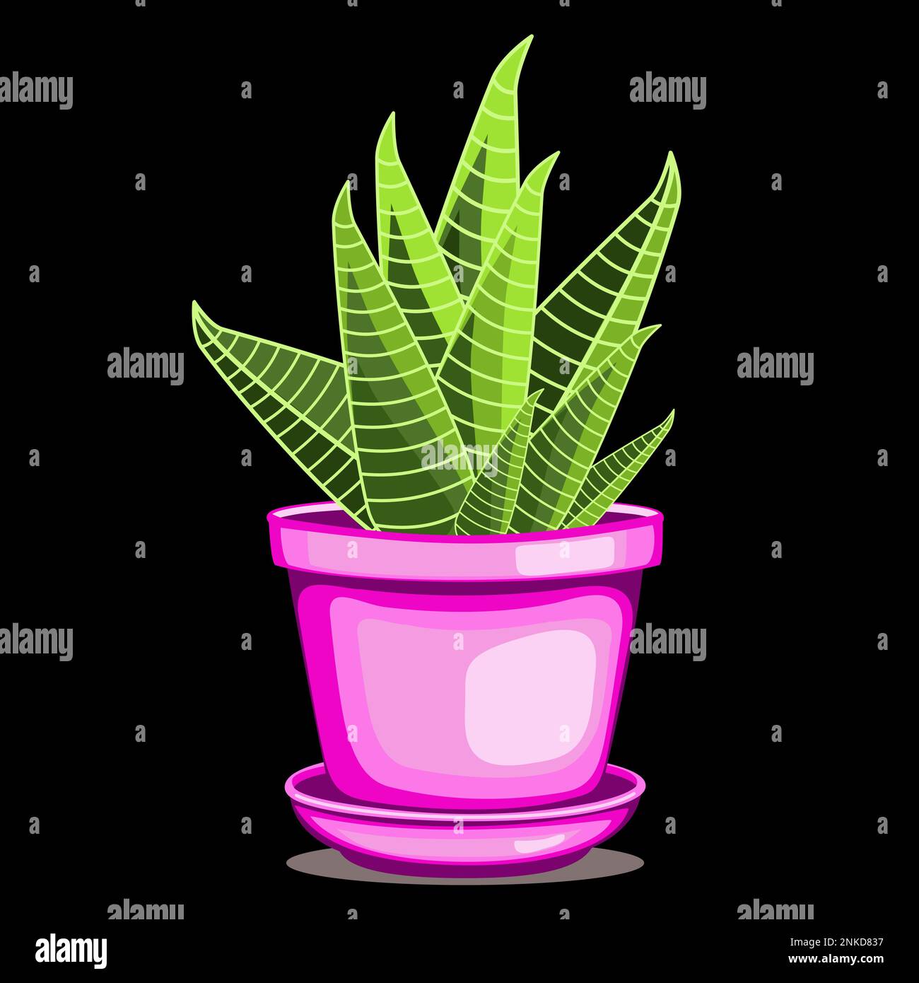 Zebra cactus houseplant in ceramic pot in flat technique vector ...