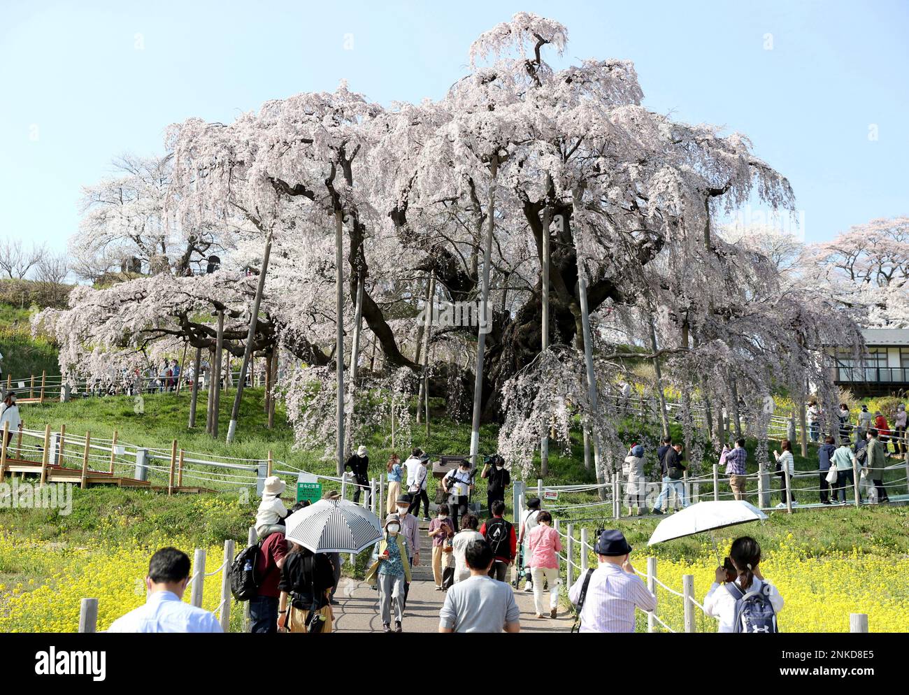 The Miharu-Takizakura cherry tree is in full bloom in Miharu Town ...