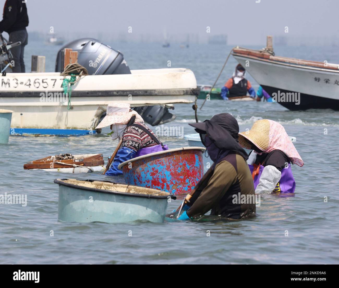 Fishermen gather clams at the estuary of the Midori-gawa river in ...