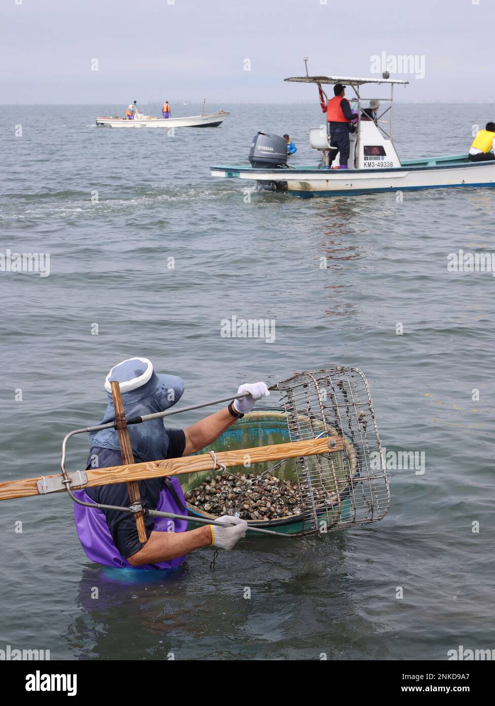 Fishermen gather clams at the estuary of the Midori-gawa river in ...
