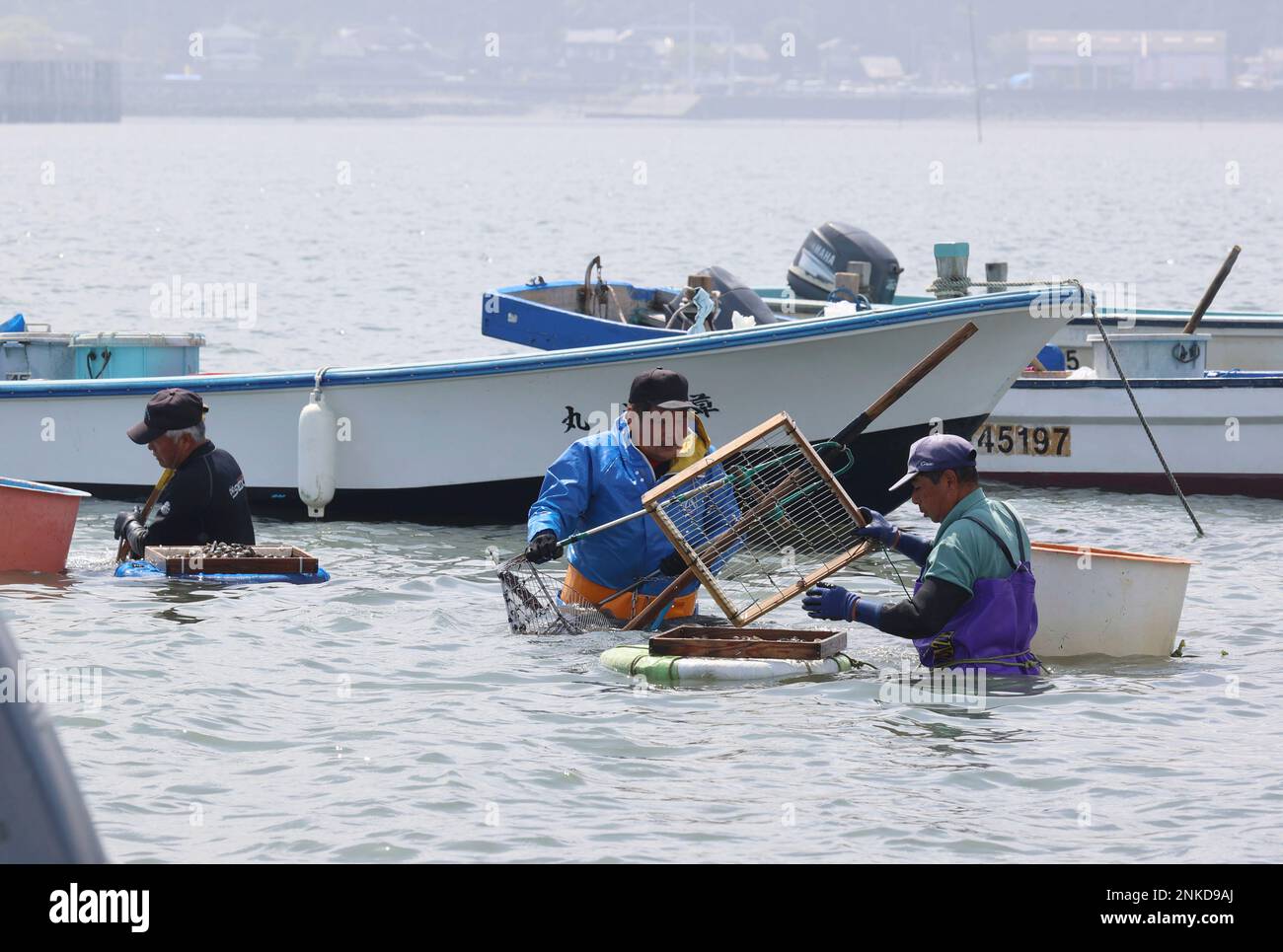 Fishermen gather clams at the estuary of the Midori-gawa river in ...